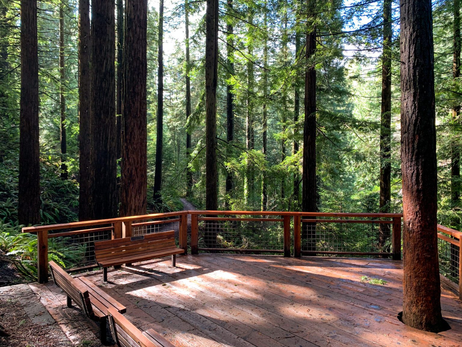 The Best of Forest Park in Portland, Oregon: Complete Guide